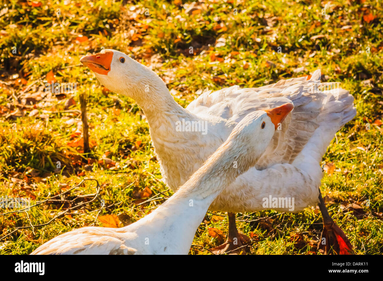 Geese On Green Grass Stock Photo - Alamy