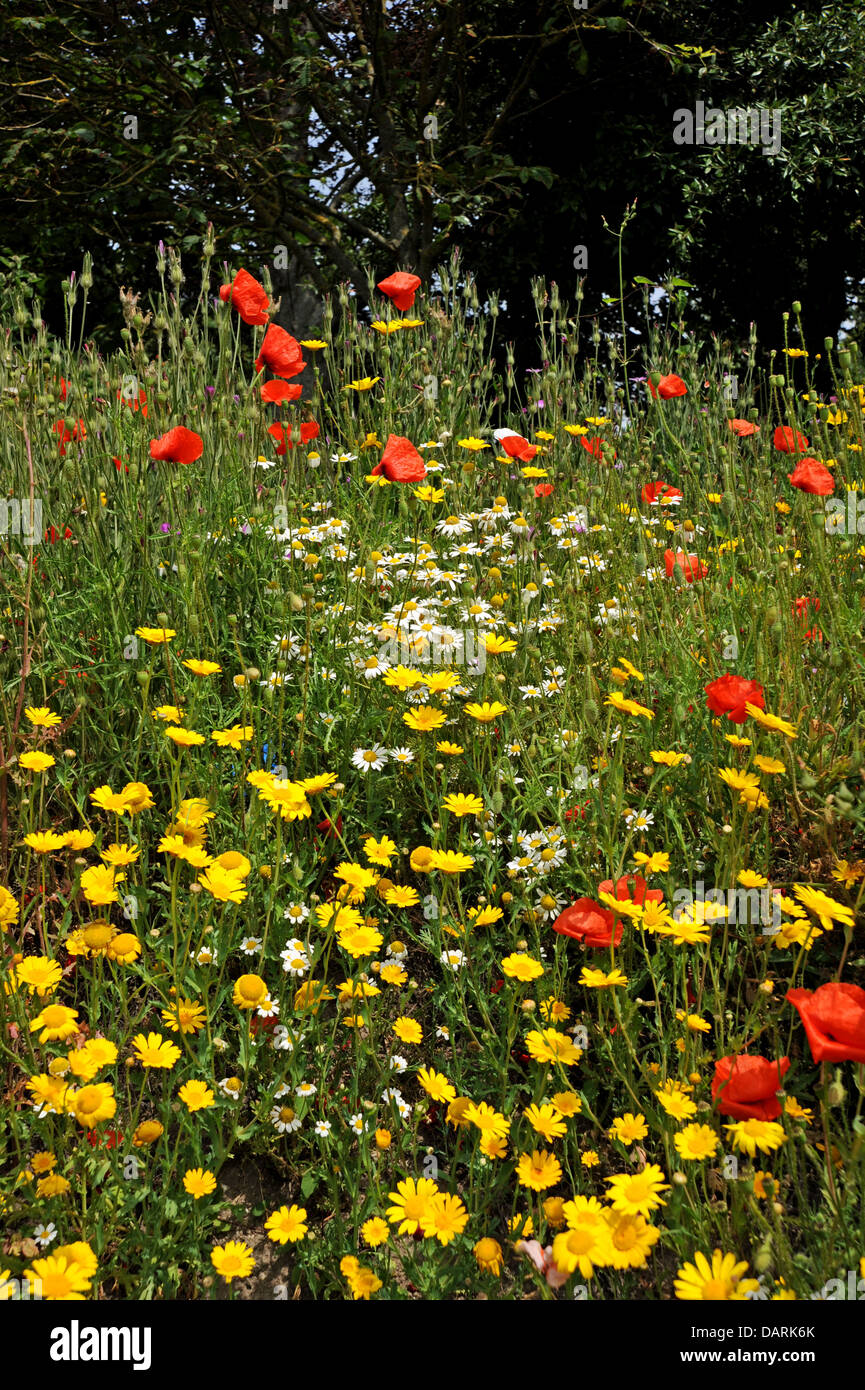 Wild flower meadow in Queens Park Brighton UK during heatwave weather ...