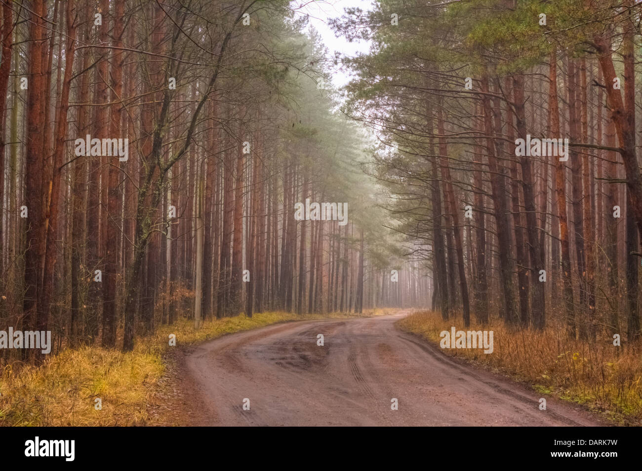 Landscape with a forest road Stock Photo - Alamy