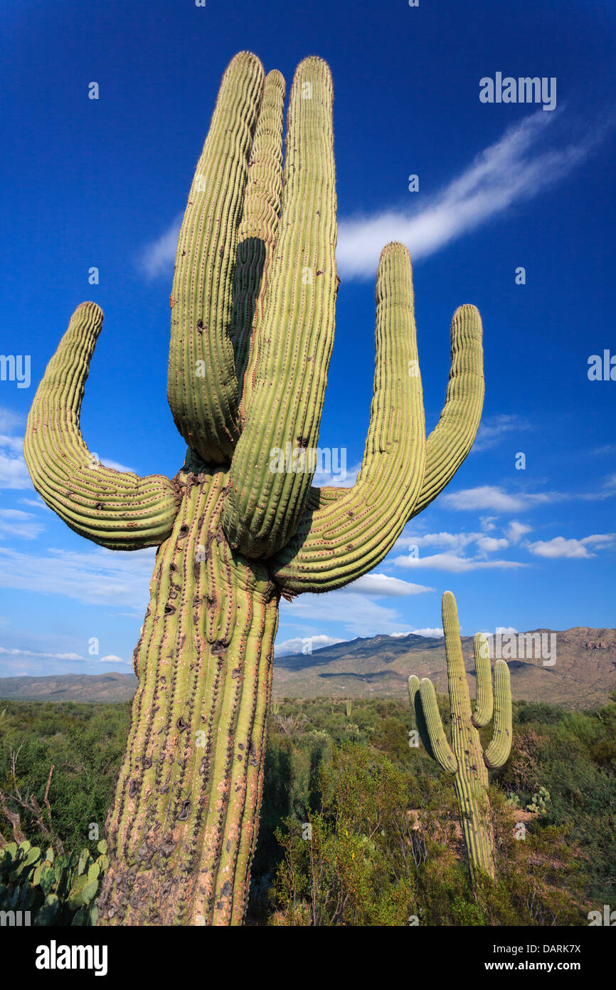 Desert landscape saguaro national park hi-res stock photography and ...