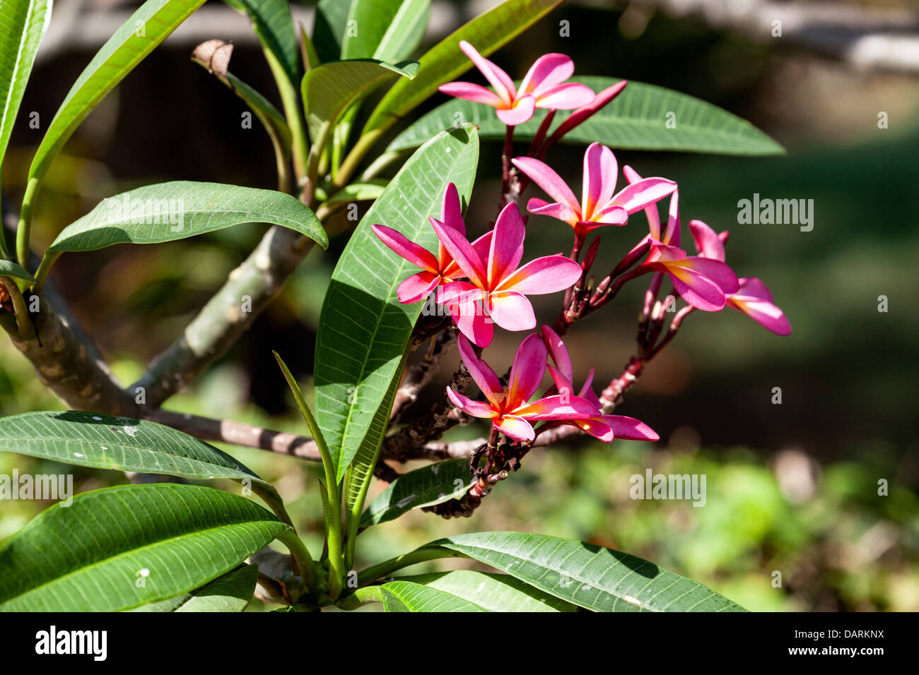 Africa, Tanzania, Zanzibar, Stone Town. Close-up shot of pink ...