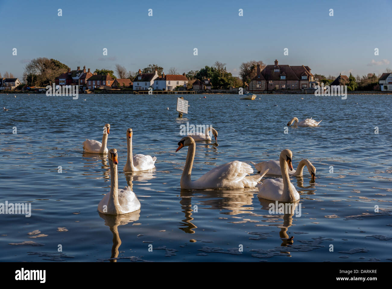 Avian gathering hi-res stock photography and images - Alamy