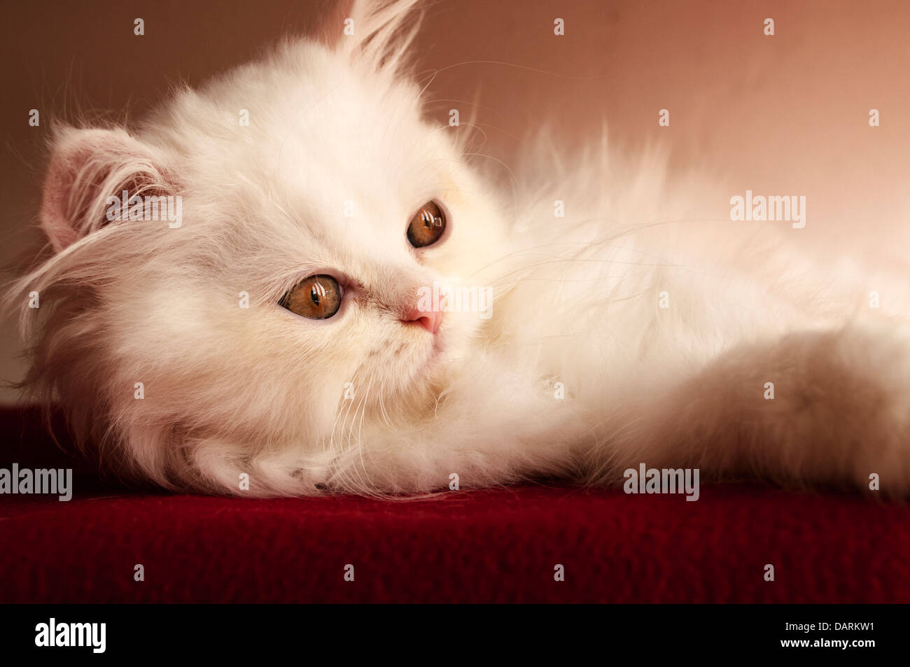 Adorable white Persian kitten Stock Photo - Alamy