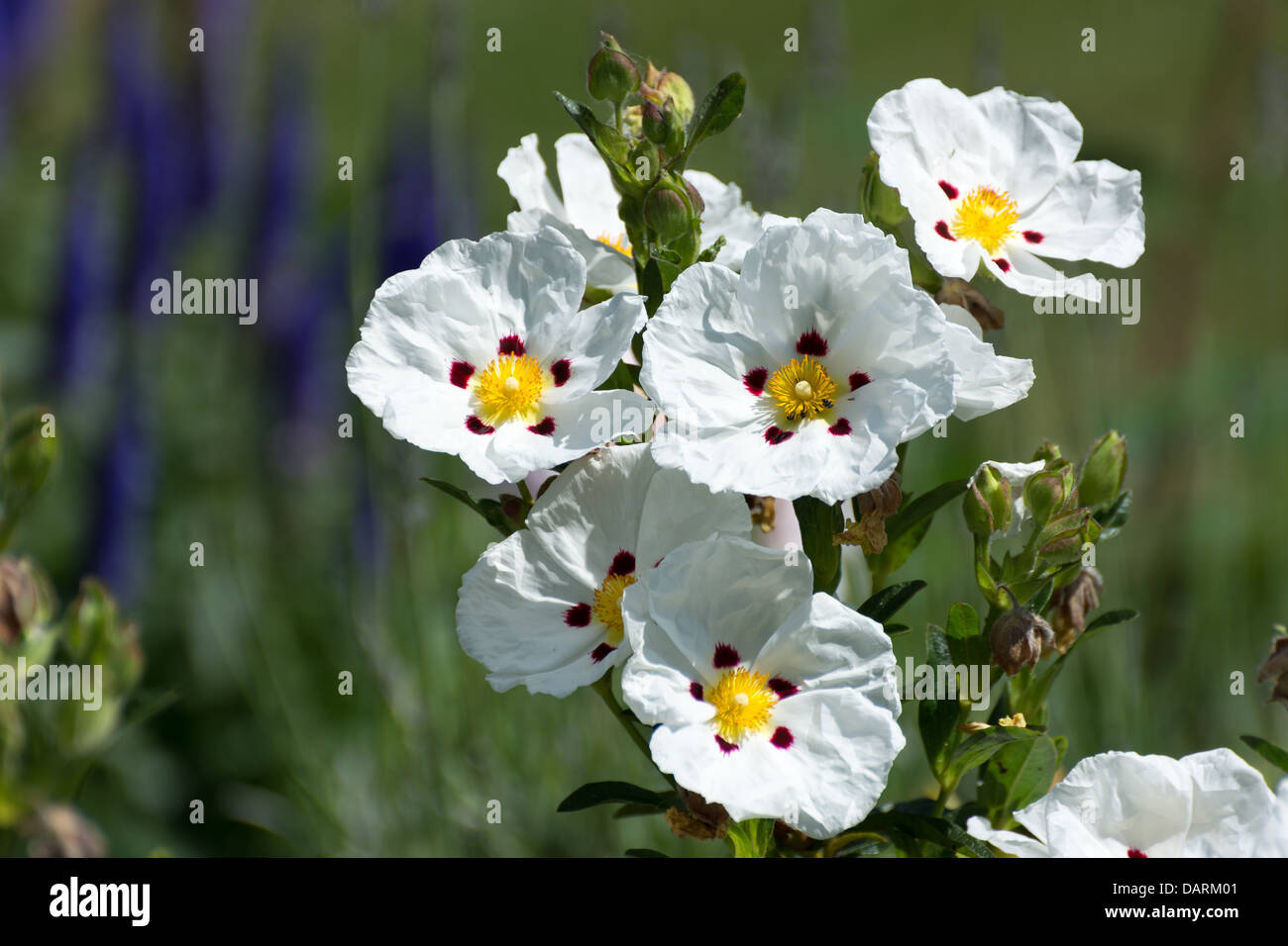 Cistus Lucitanica Decumbens Stock Photo - Alamy