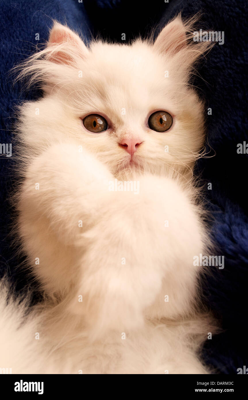 Persian kitty hi-res stock photography and images - Alamy