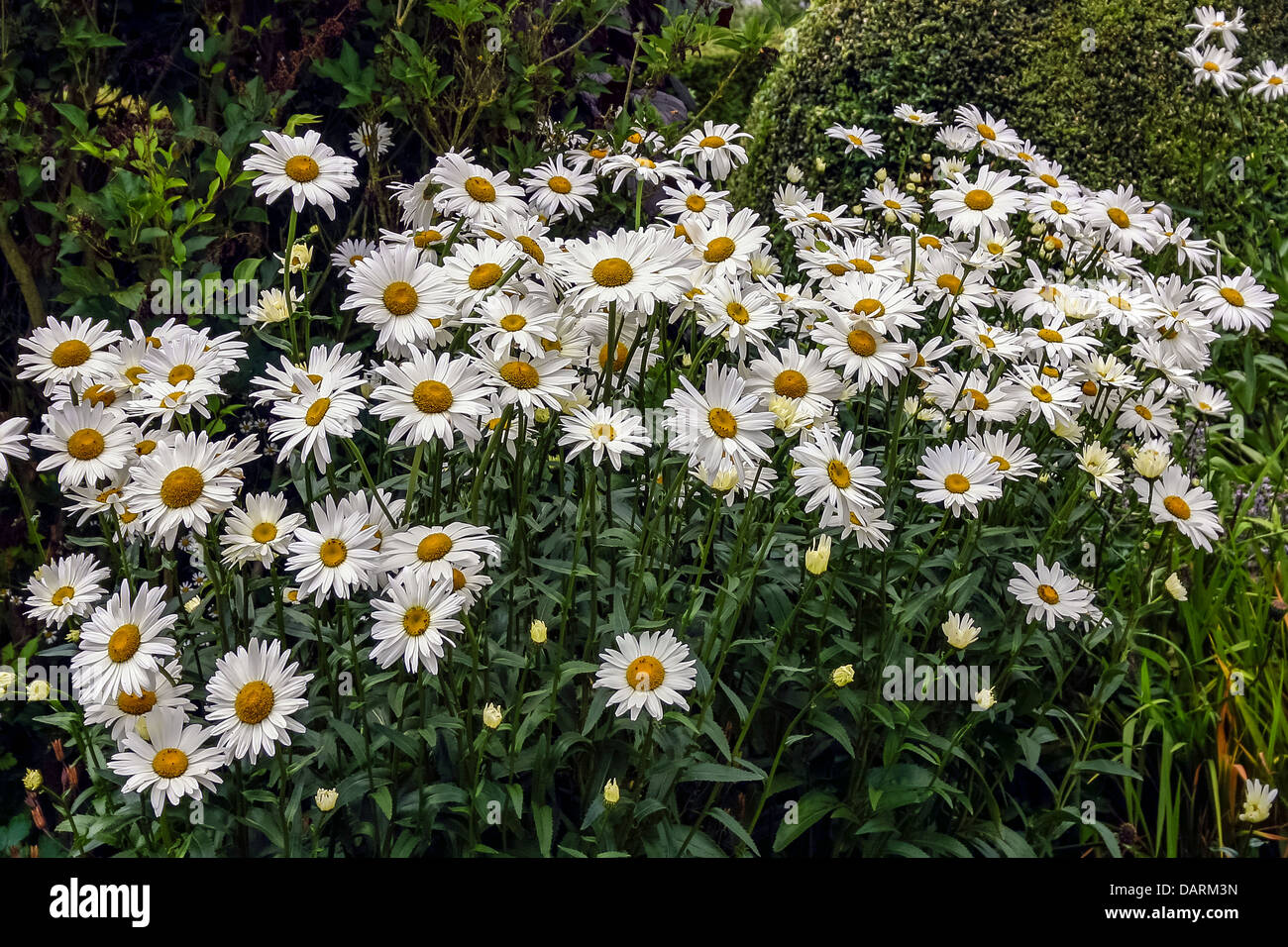 A group of Oxeye Daisies (leucanthemum vulgare Stock Photo - Alamy