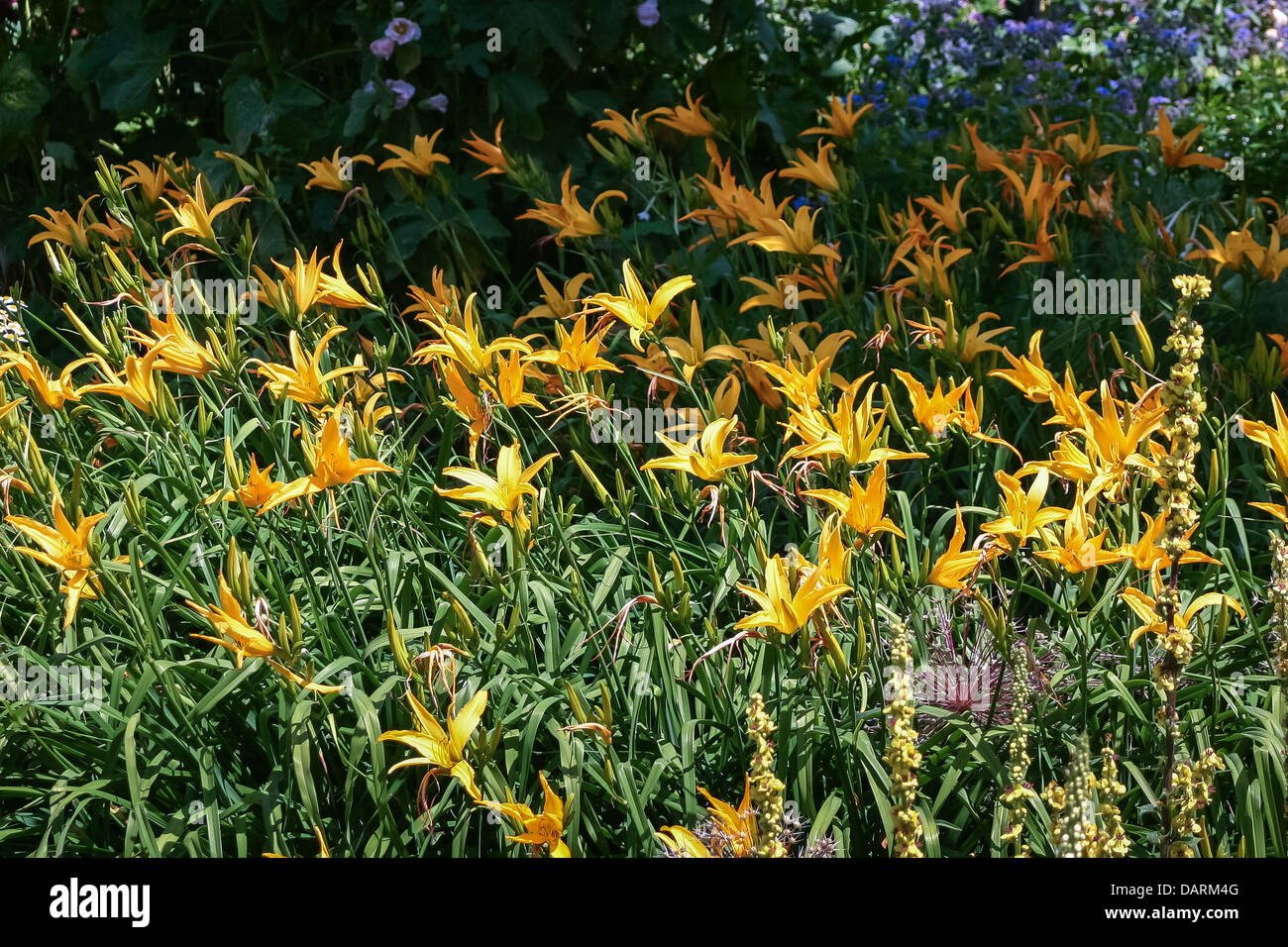 Lots yellow lilies in hi-res stock photography and images - Alamy