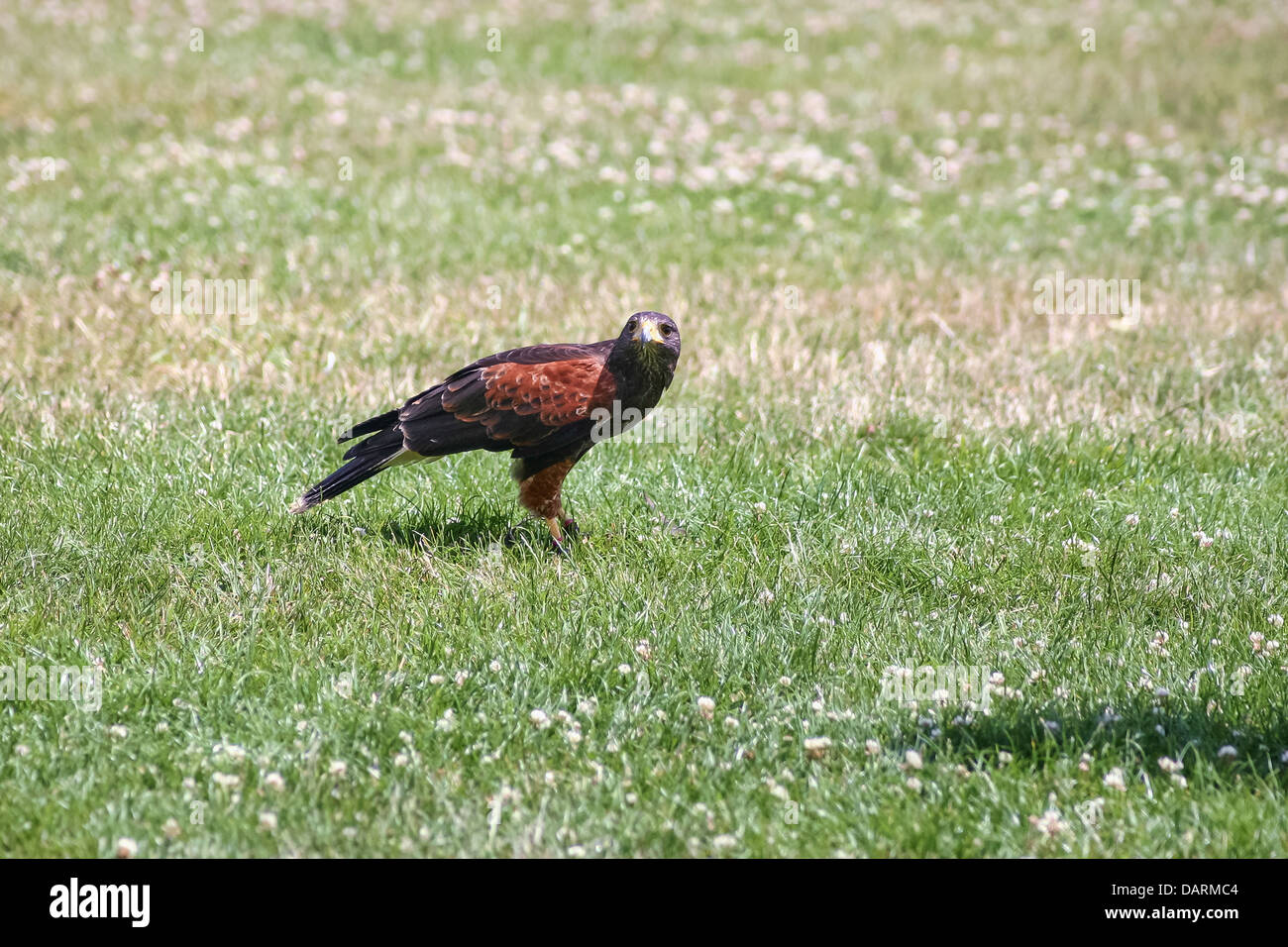 Harris hawk and claws hi-res stock photography and images - Alamy