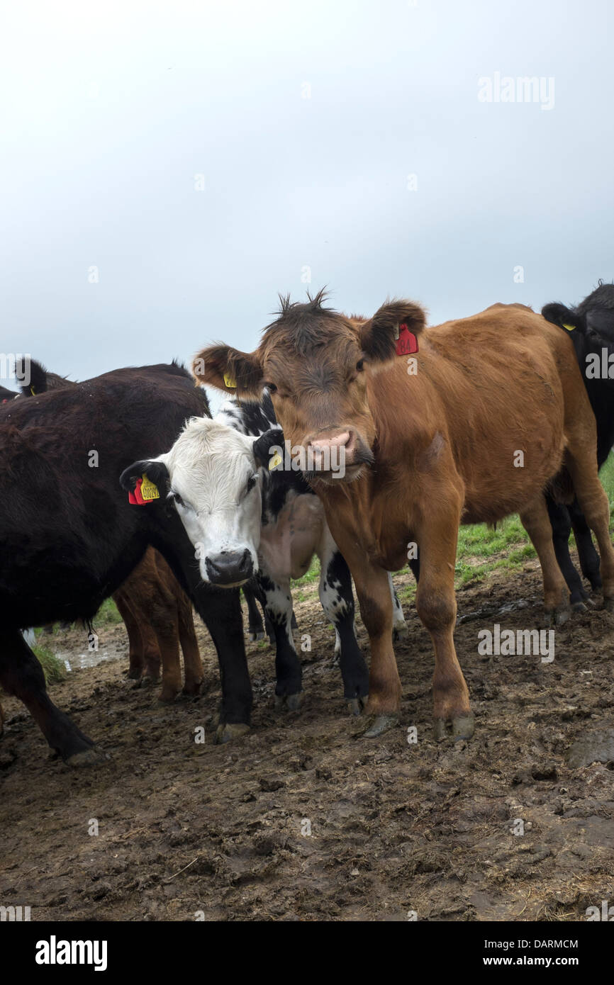 Cows field england dairy hi-res stock photography and images - Alamy
