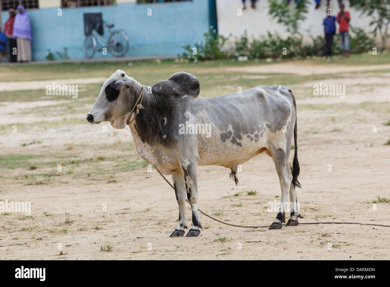 Africa, Tanzania, Zanzibar, Pemba Island. Humped bull restrained before ...