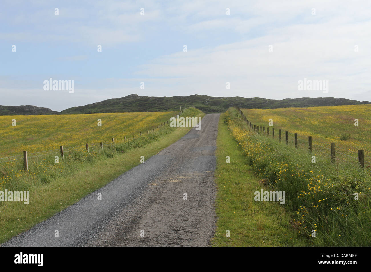 Road through fields of wild flowers Isle of Colonsay Scotland June 2013 ...
