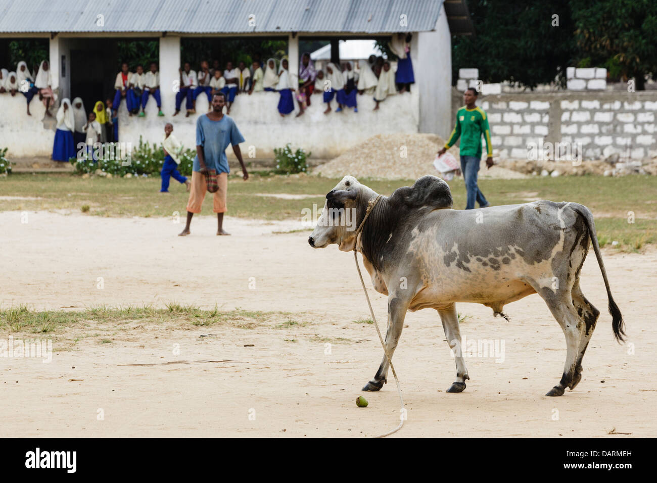 Africa, Tanzania, Zanzibar, Pemba Island. Humped bull restrained before ...