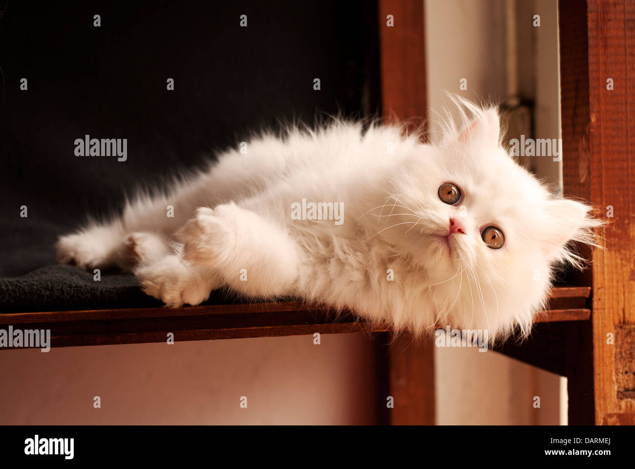 Adorable white Persian kitten Stock Photo - Alamy