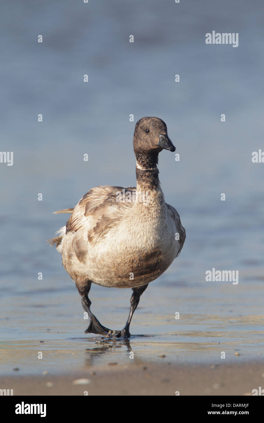 Brant goose hi-res stock photography and images - Alamy