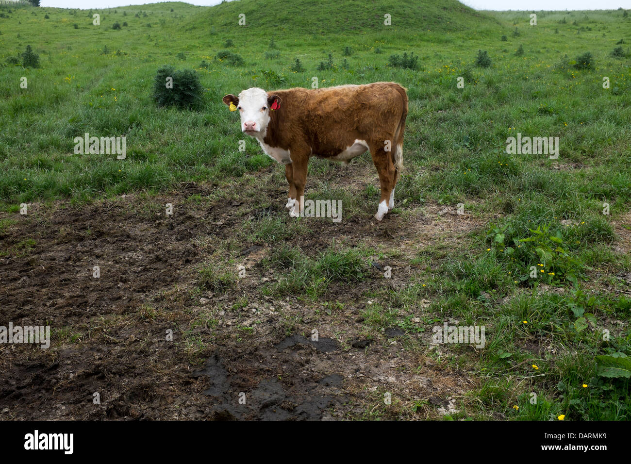 Field dairy cow hi-res stock photography and images - Alamy