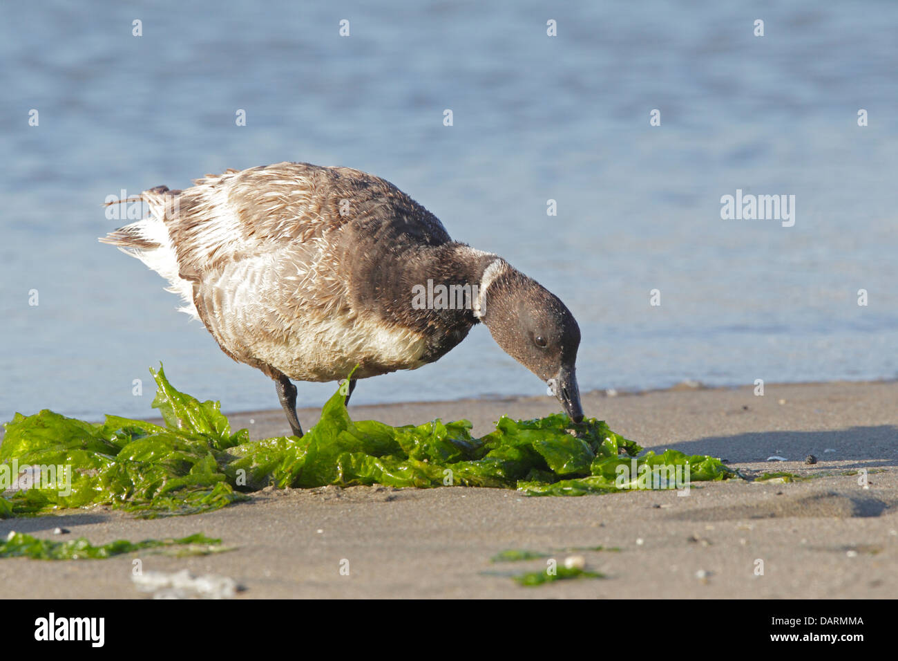 Juvenile Brant Goose eating seaweed on the beach Stock Photo - Alamy