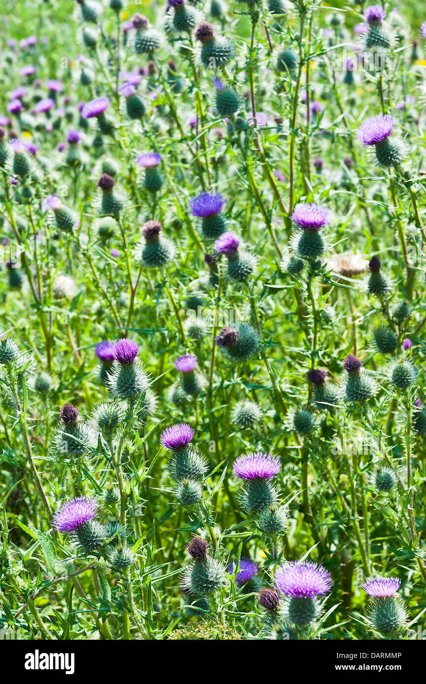 Spear Thistle Flowers by The Trent And Mersey Canal near Rode Heath ...