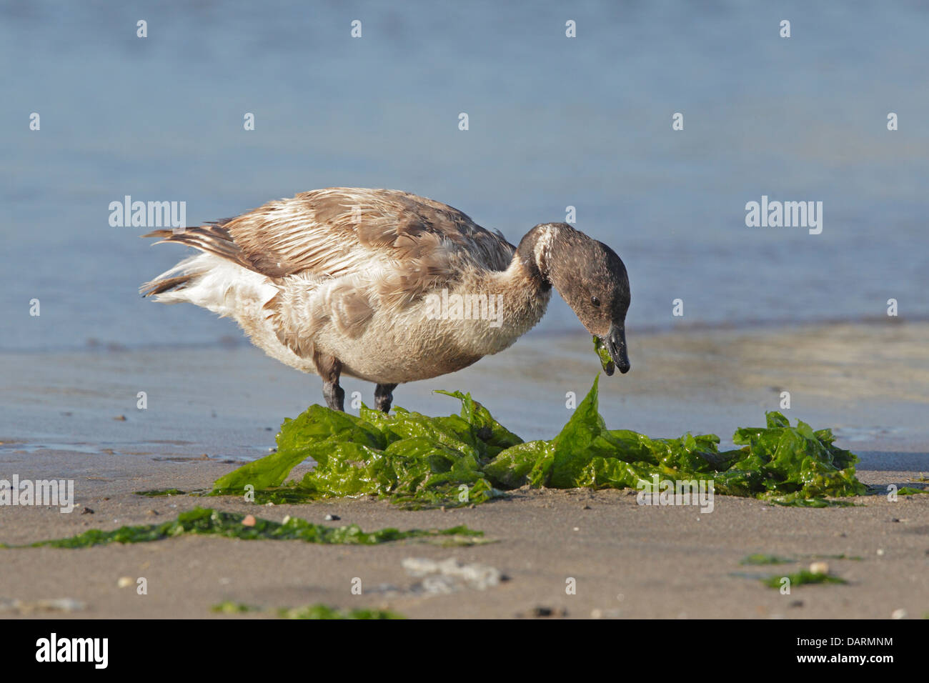 Juvenile Brant Goose eating seaweed on the beach Stock Photo - Alamy