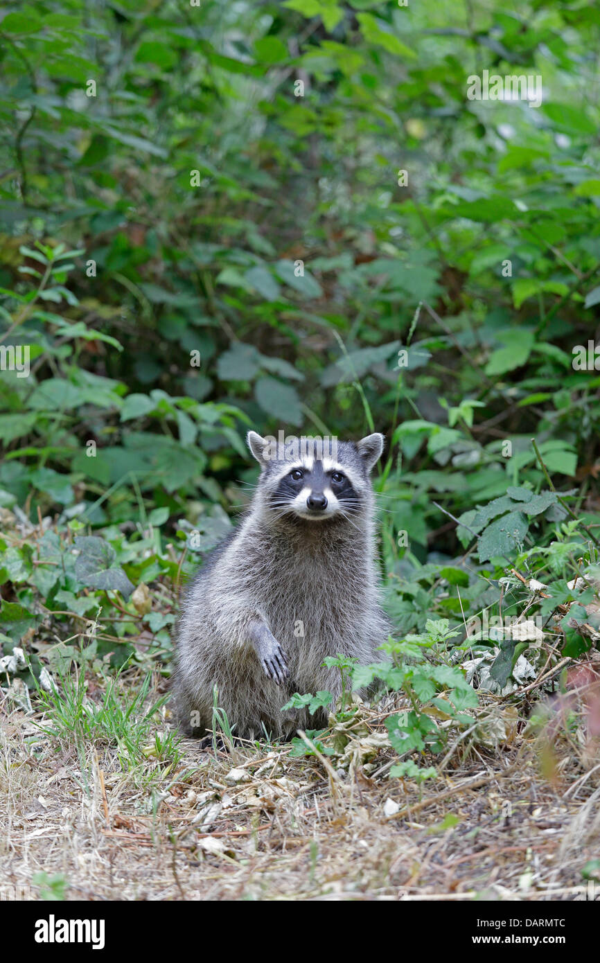 Raccoon Procyon lotor wild Stock Photo - Alamy