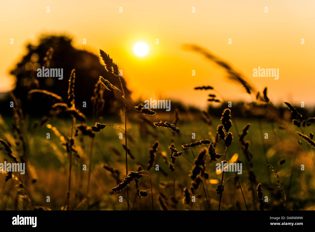 weed, stem, stems, sunset Stock Photo - Alamy