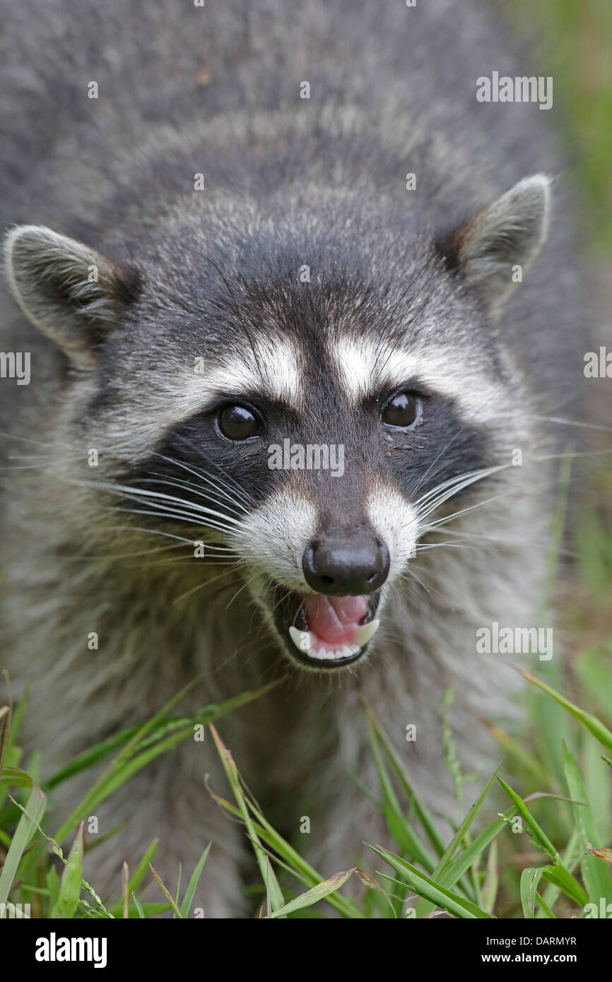 Head shot of a Raccoon Stock Photo - Alamy