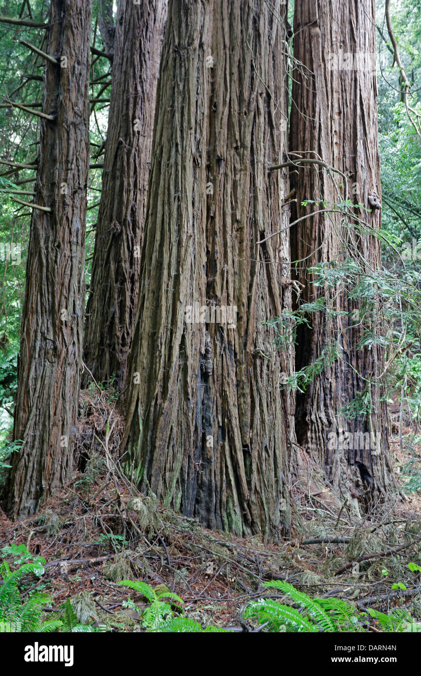 Coastal Giant Redwood trees at Muir Woods California Stock Photo - Alamy
