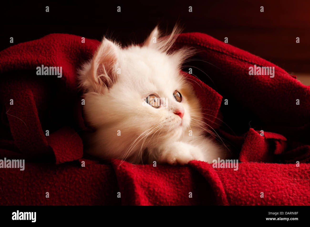Adorable white Persian kitten Stock Photo - Alamy