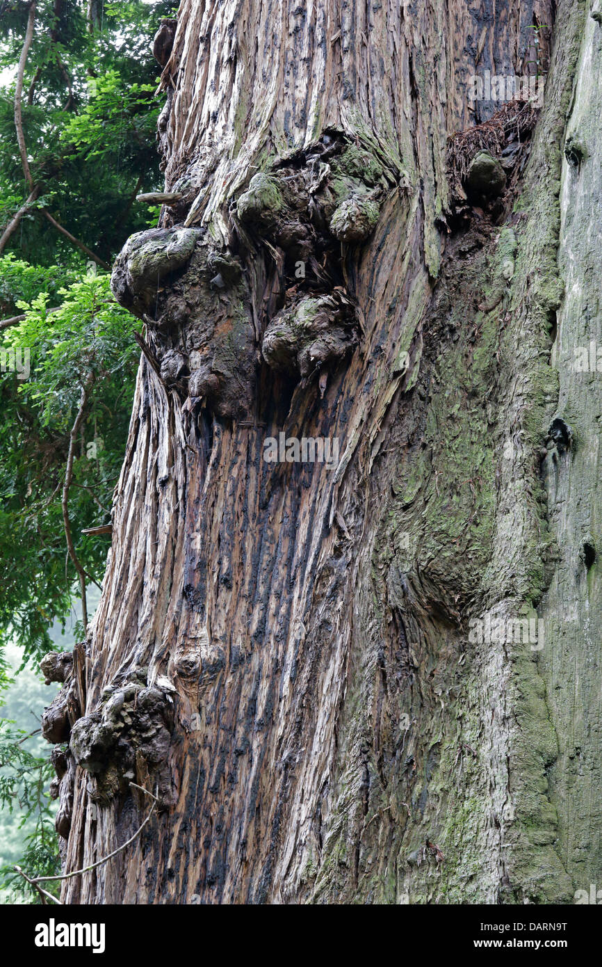 Unusual bark formation on a coastal redwood tree at Muir Woods ...