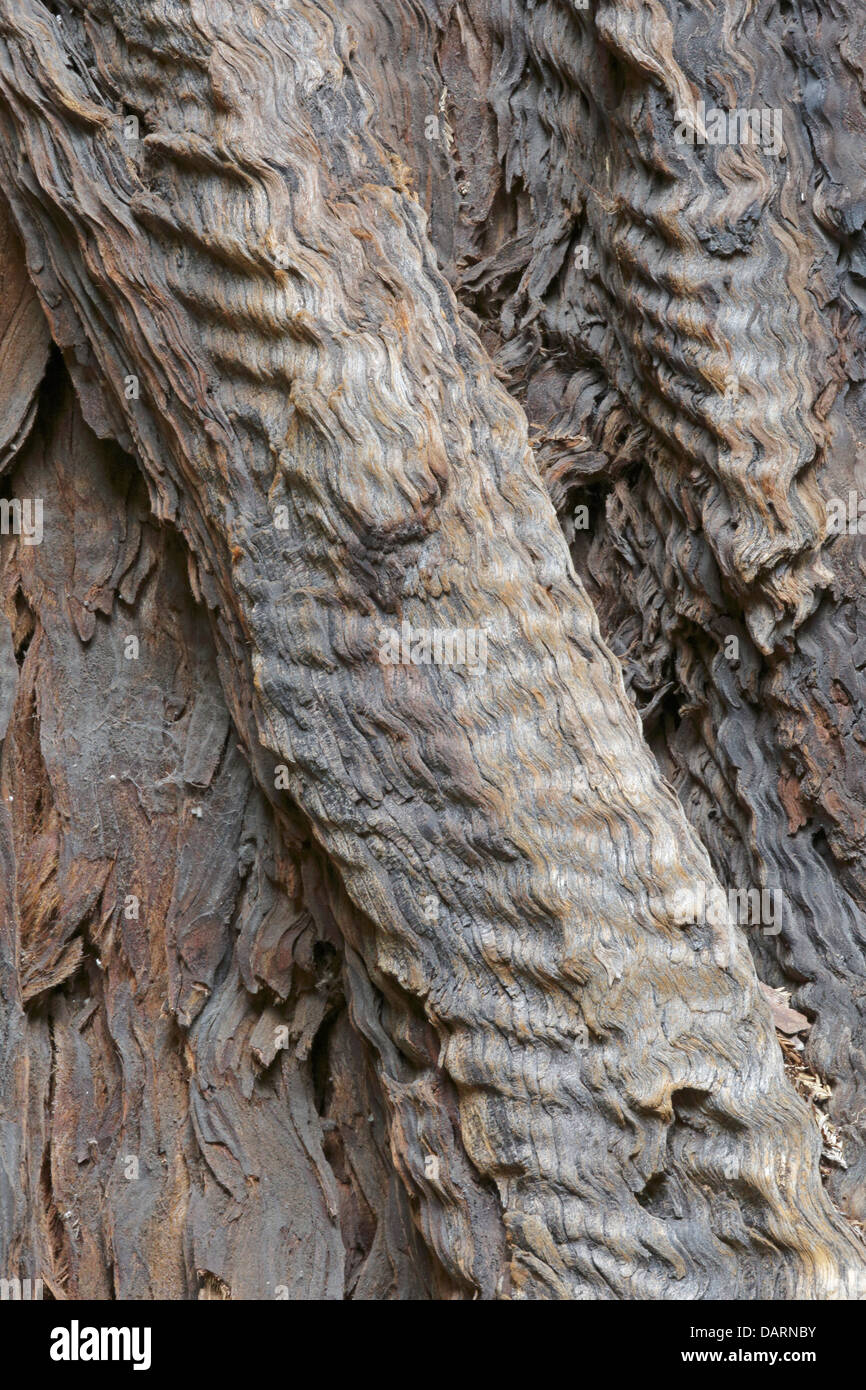 Ridged bark on a coastal giant redwood at Muir Woods California Stock ...