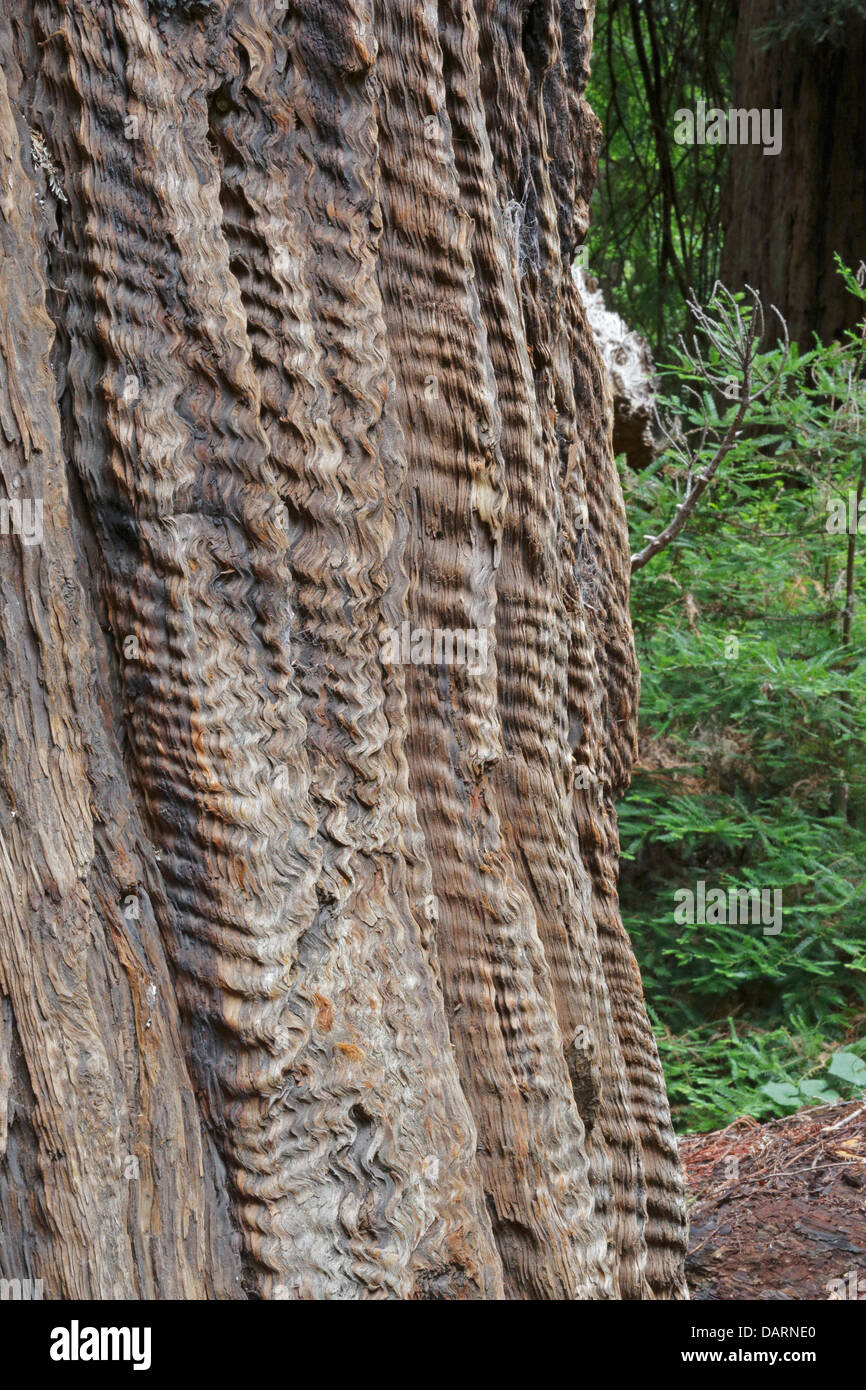 Ridged bark on a coastal giant redwood at Muir Woods California Stock ...