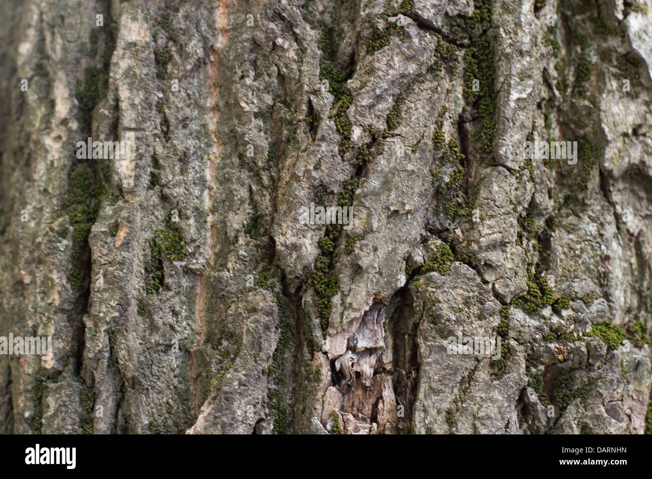 old tree bark Stock Photo - Alamy