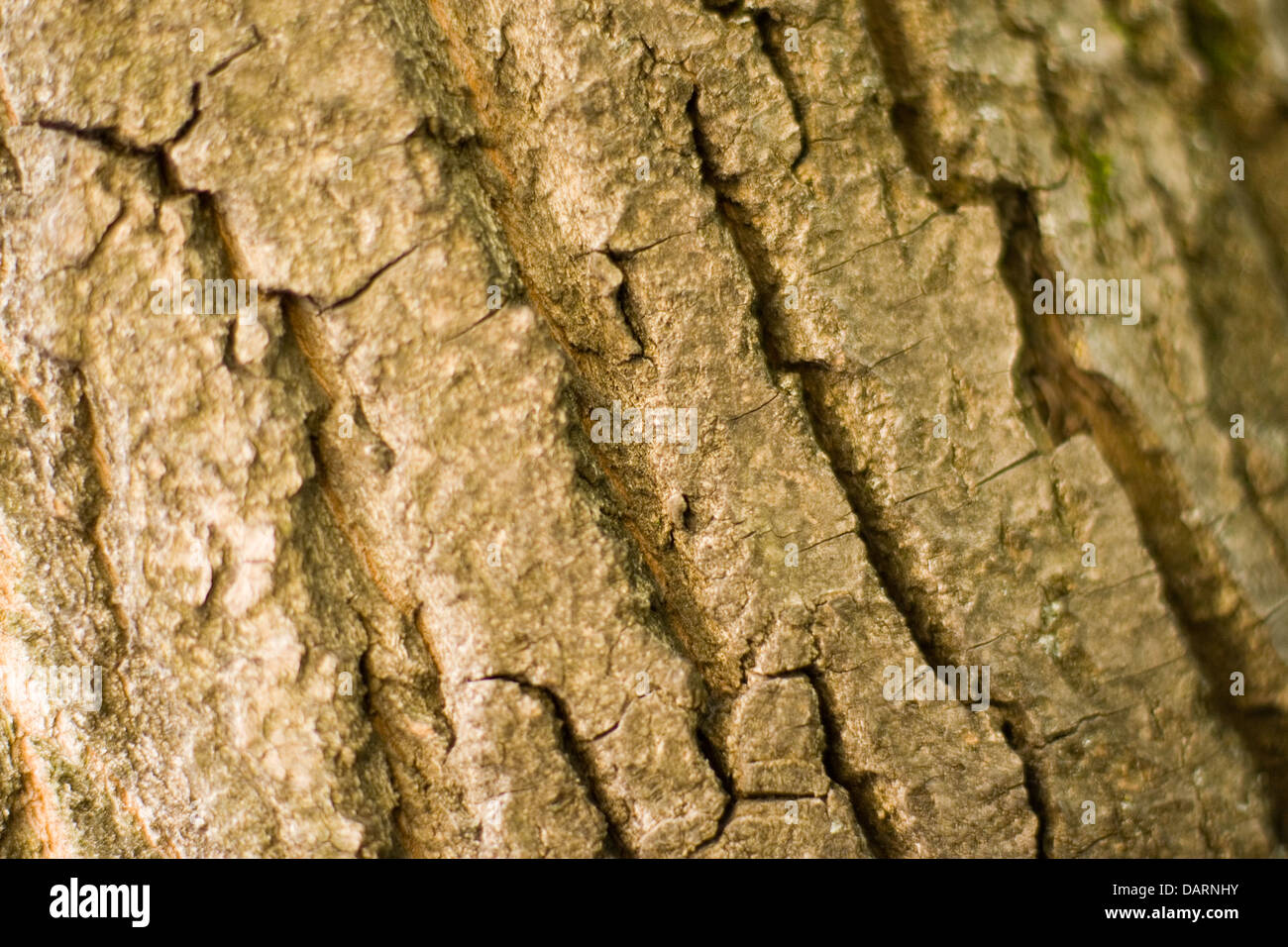 old tree bark Stock Photo - Alamy