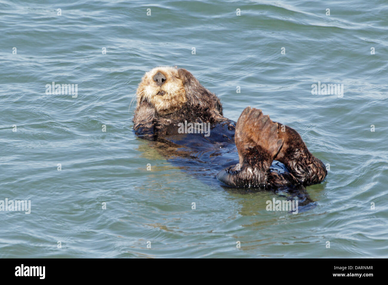 Californian Sea Otter Stock Photo - Alamy