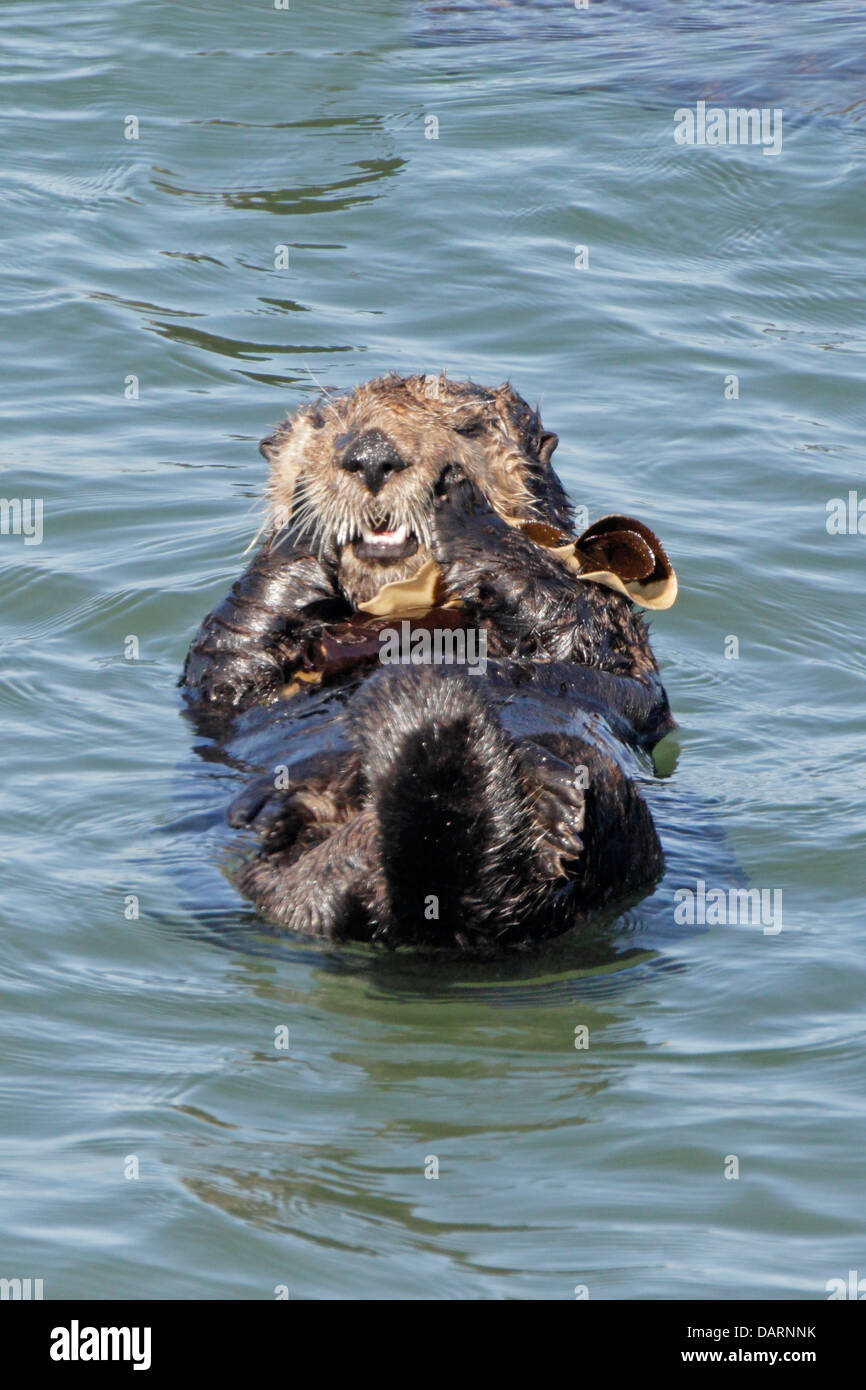 Californian Sea Otter Stock Photo - Alamy