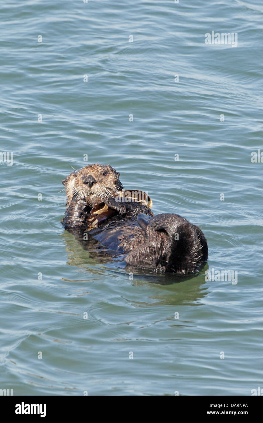 Californian Sea Otter Stock Photo - Alamy