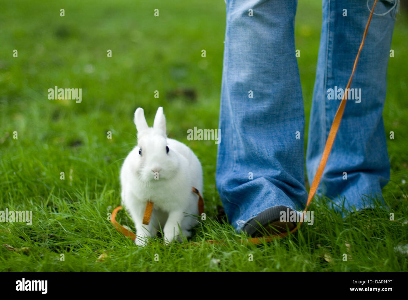 girl with her banny Stock Photo - Alamy