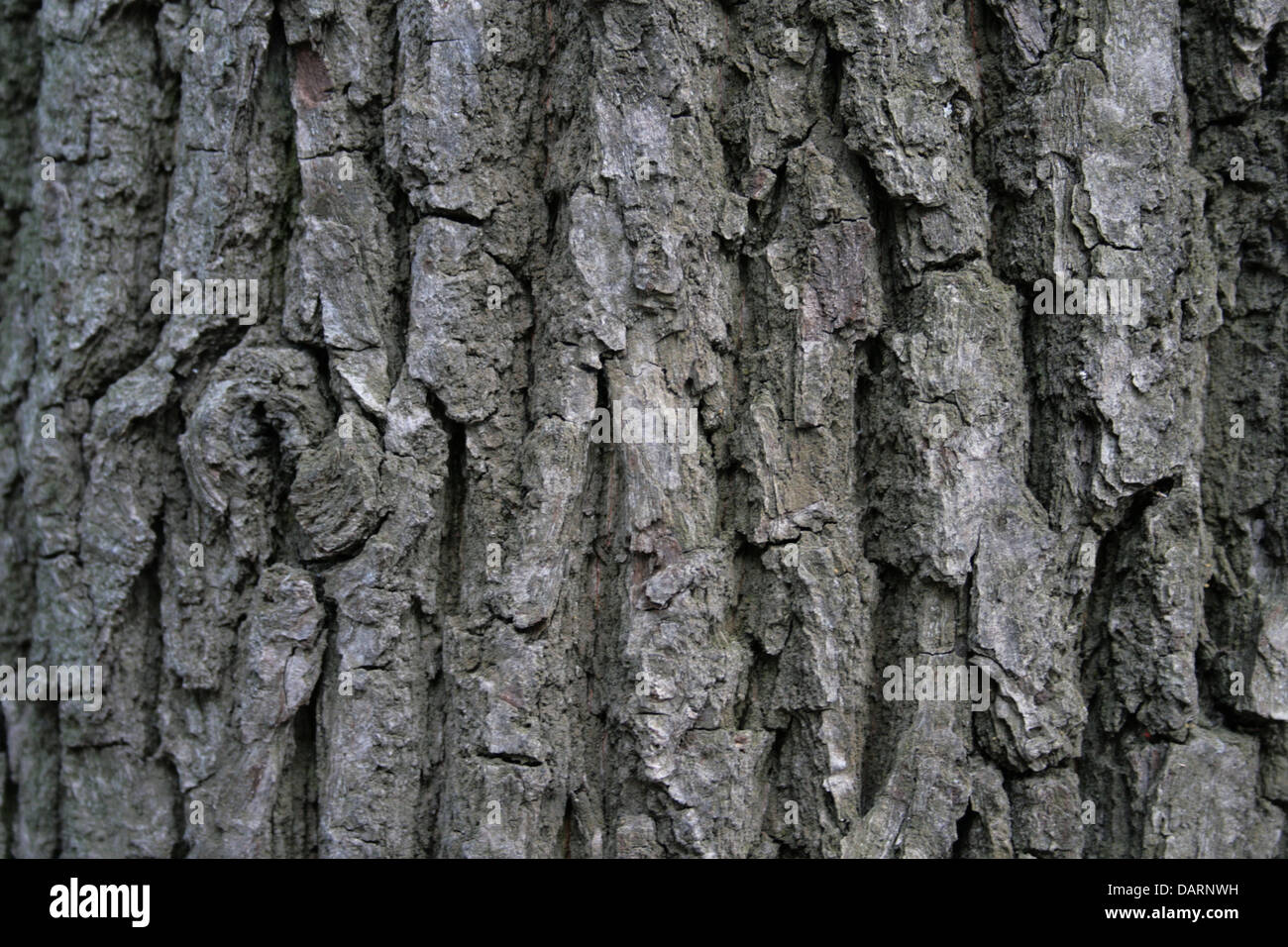 ald tree bark Stock Photo - Alamy