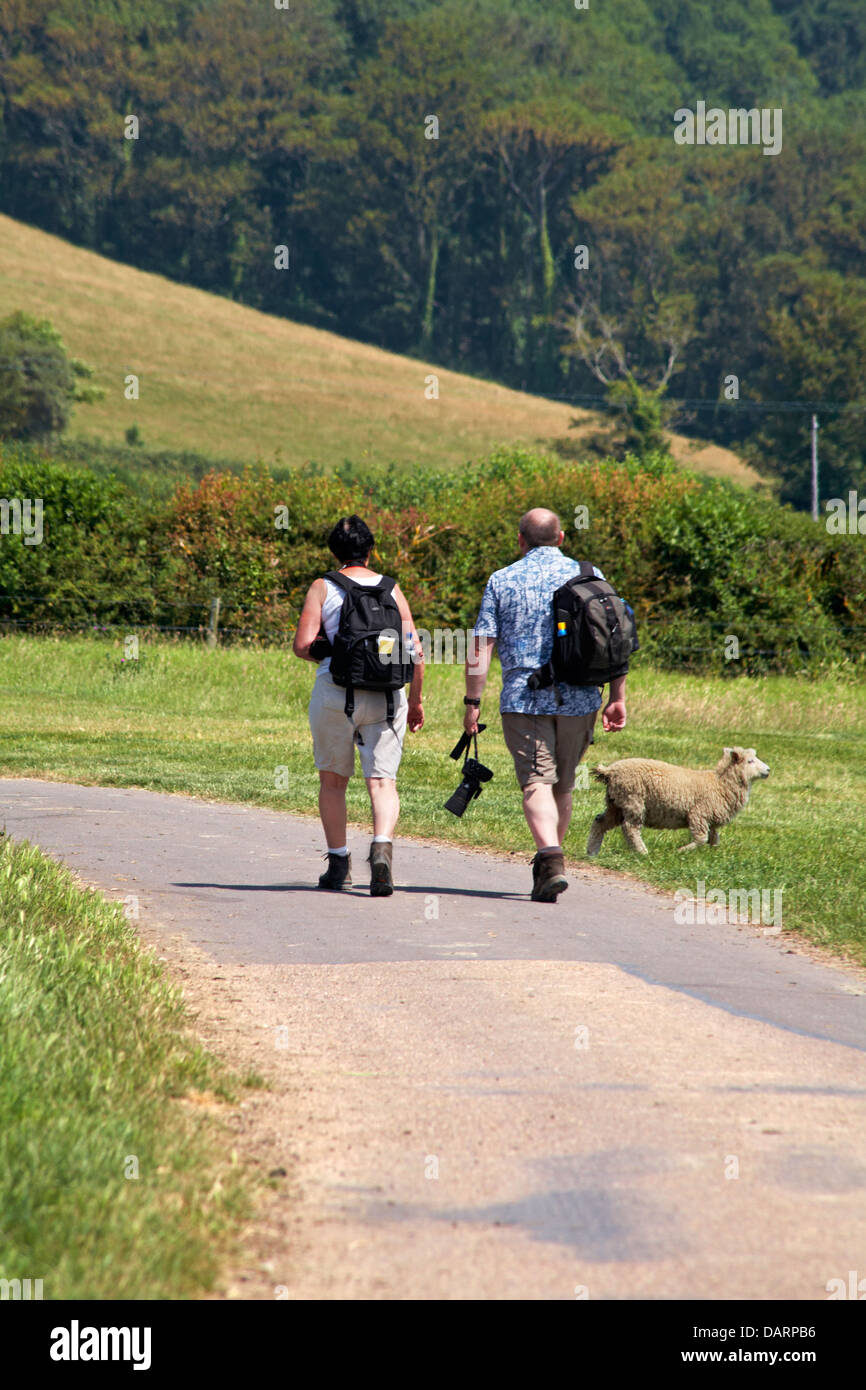 Walking sheep hi-res stock photography and images - Alamy