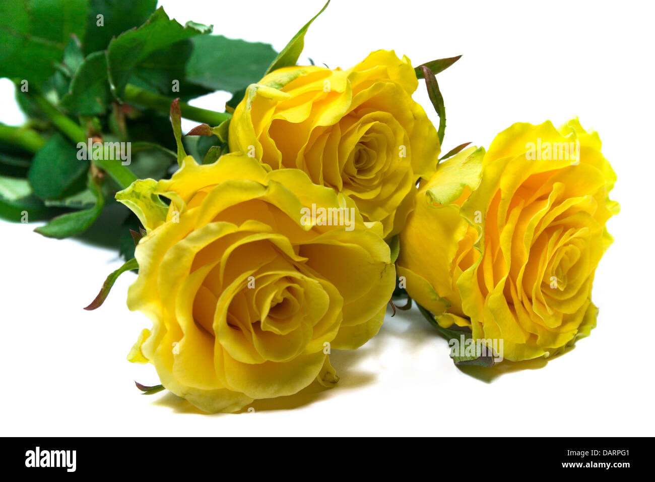 three yellow roses Stock Photo - Alamy