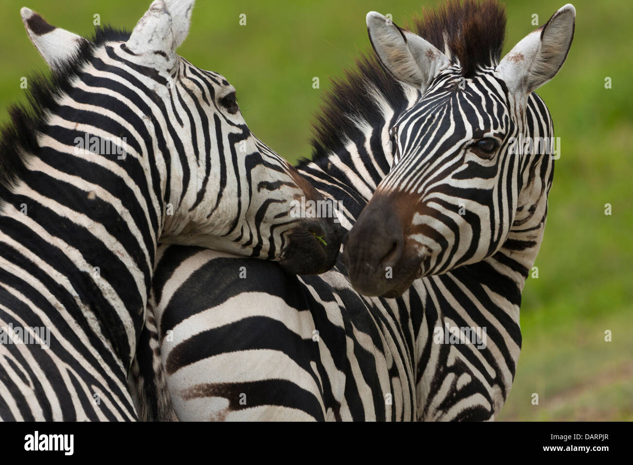 Plains zebras, Ngorongoro Conservation Area, Tanzania Stock Photo - Alamy
