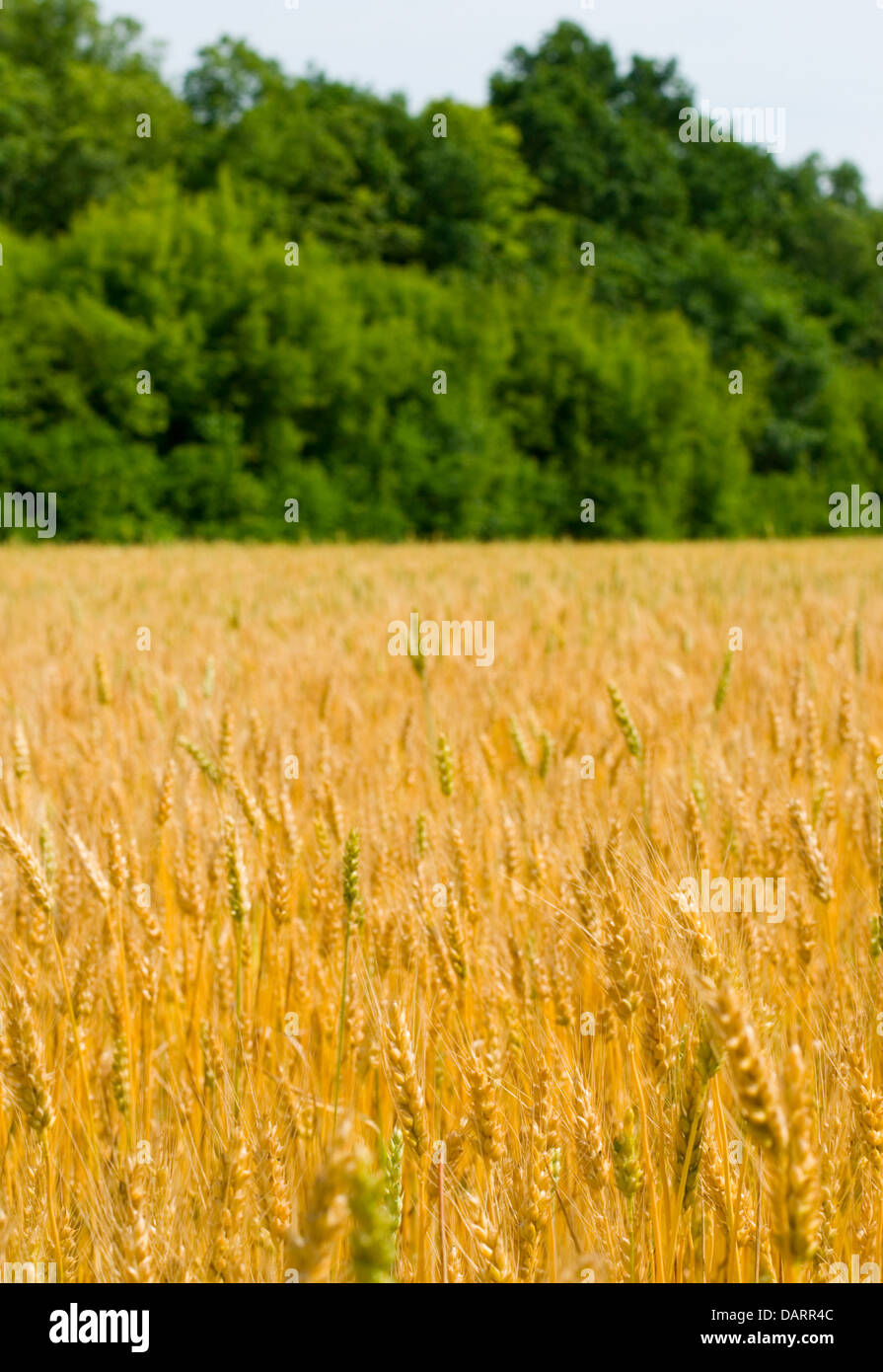 Wheat farm field hi-res stock photography and images - Alamy