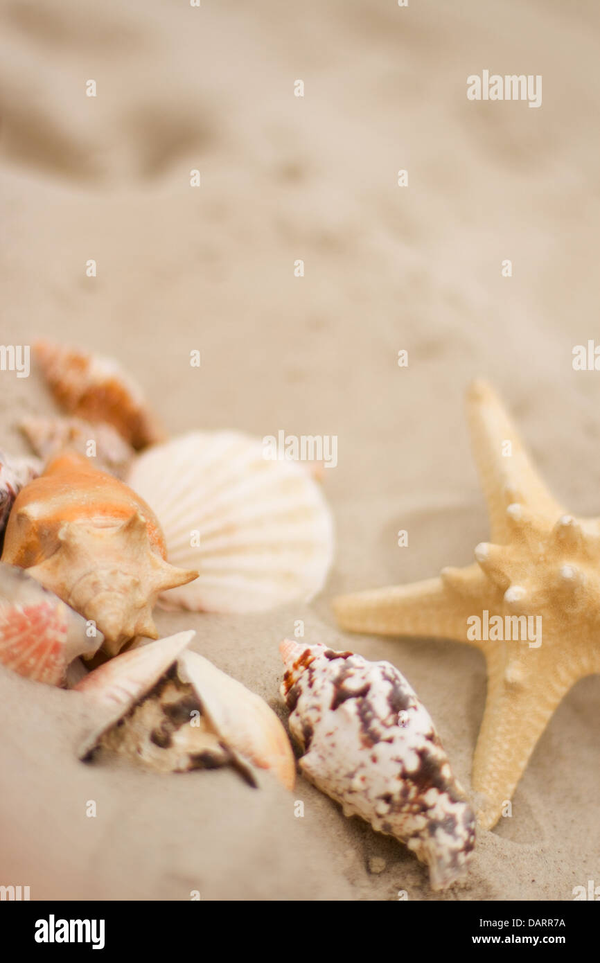 shells on sand Stock Photo - Alamy