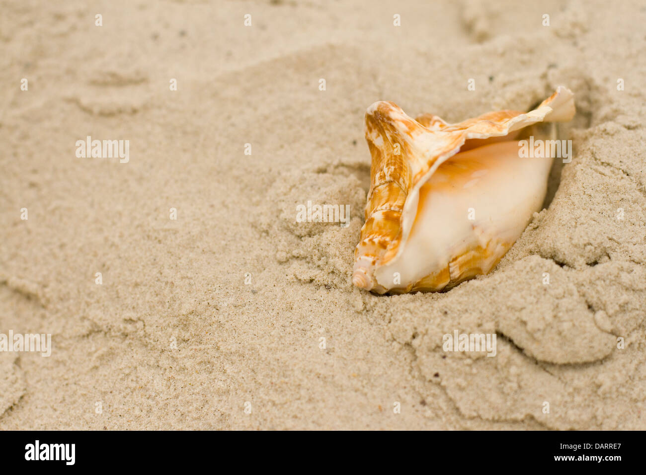 shell on sand Stock Photo - Alamy