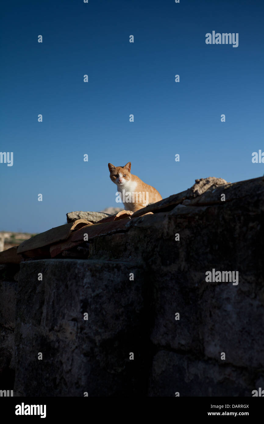 A Domestic cat in Sicily Stock Photo - Alamy