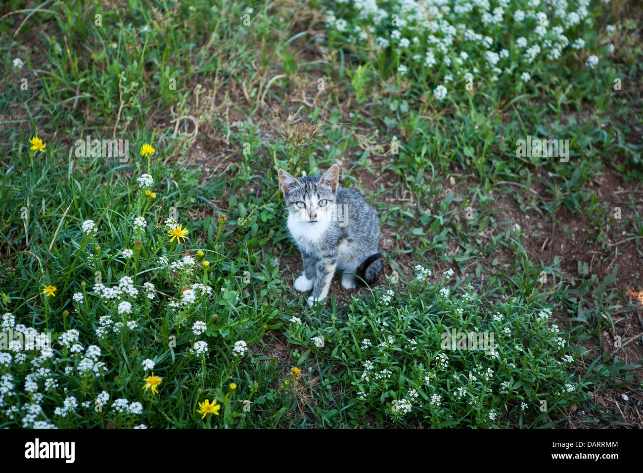 A Domestic cat in Sicily Stock Photo - Alamy