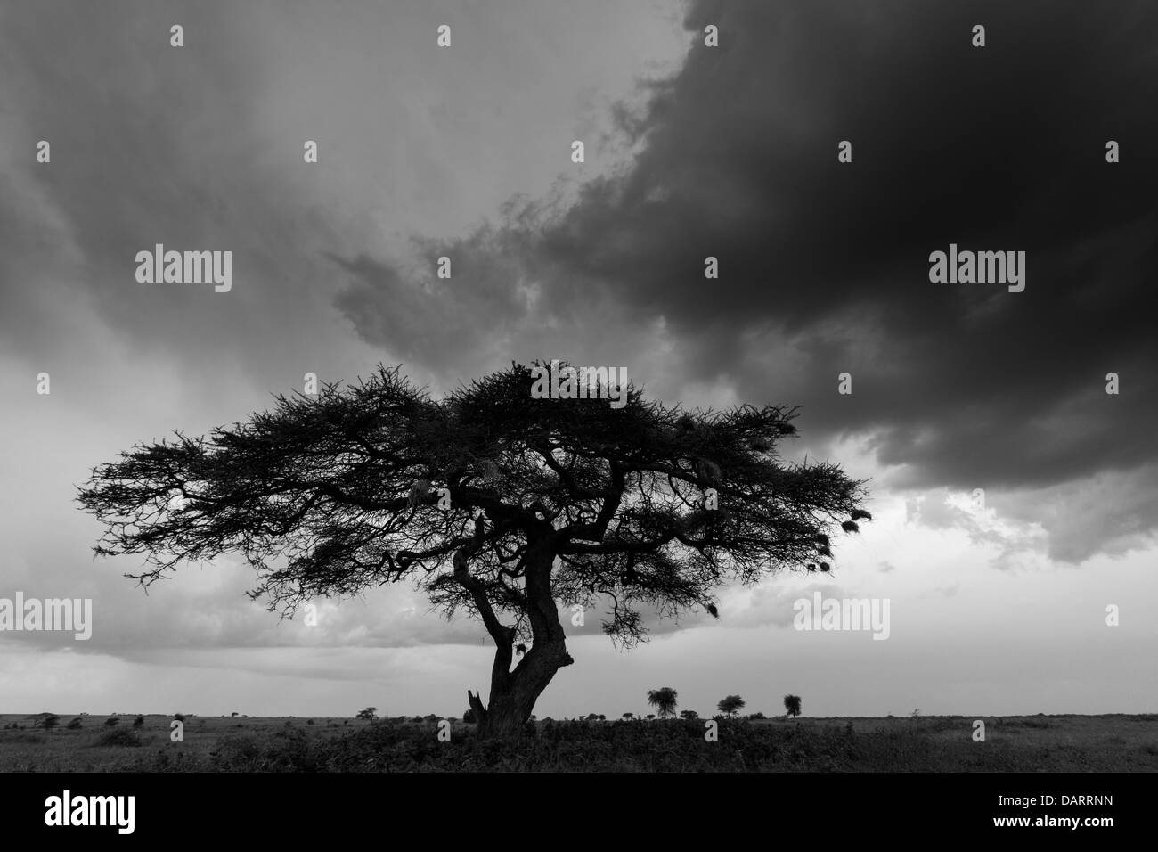 Acacia tree, Serengeti National Park, Tanzania Stock Photo - Alamy
