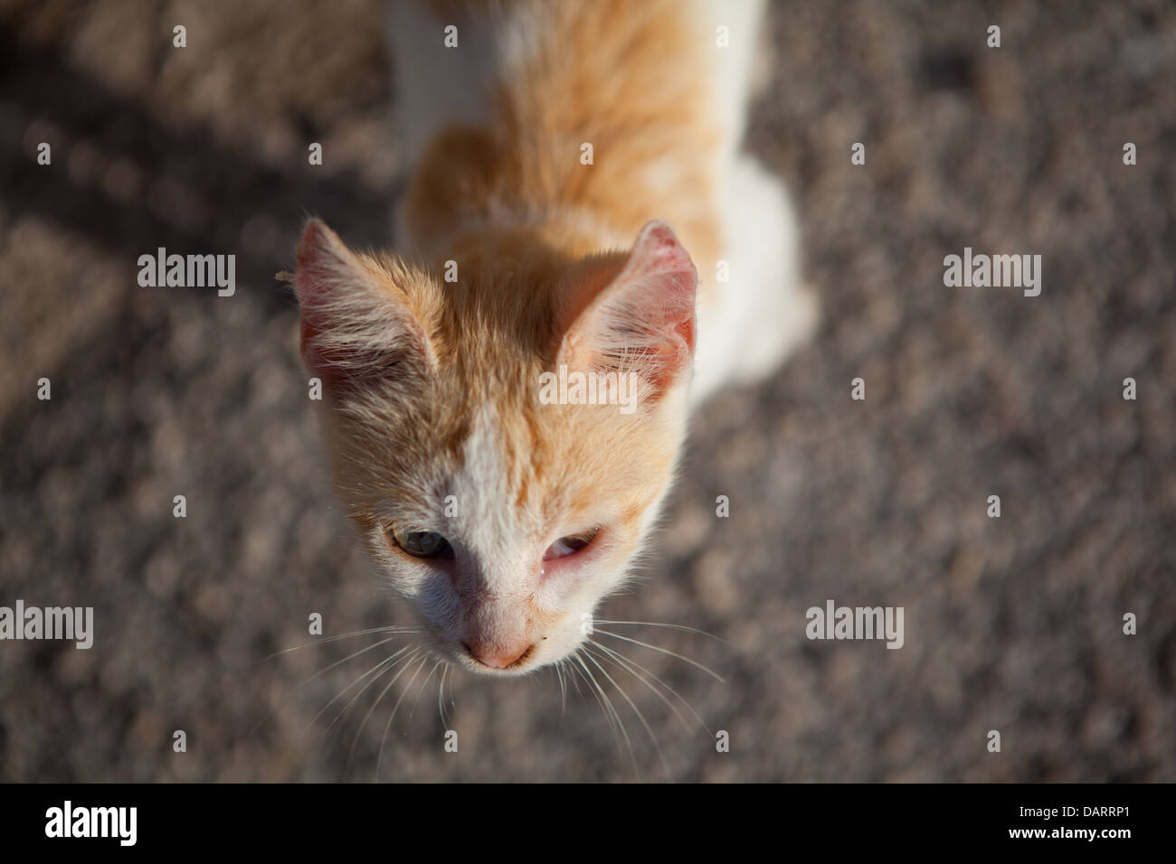 A Domestic cat in Sicily Stock Photo - Alamy