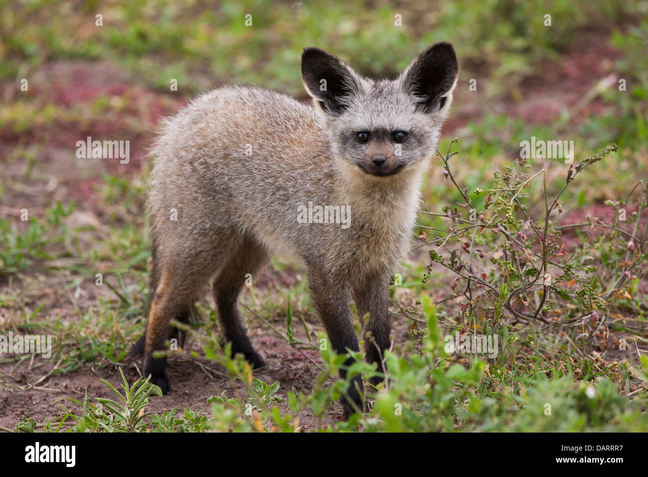 Bat eared fox hi-res stock photography and images - Alamy