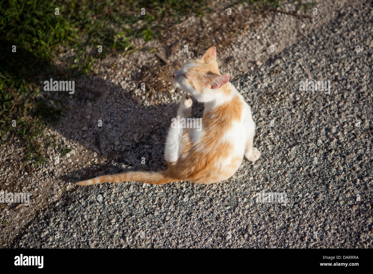 A Domestic cat in Sicily Stock Photo - Alamy