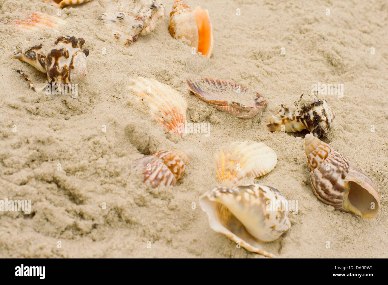 shells on sand Stock Photo - Alamy